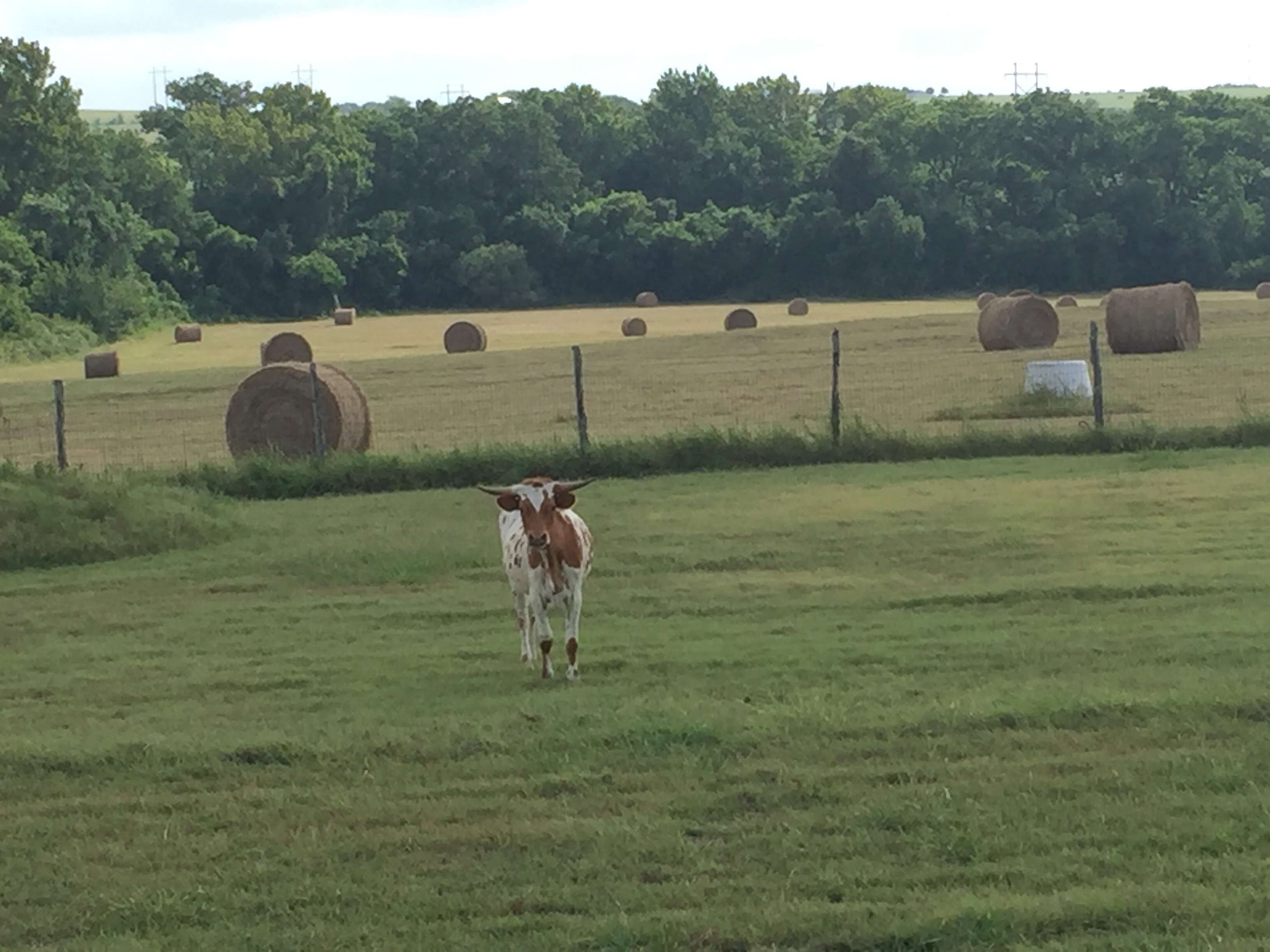 July | 2016 | Diamond V Ranch