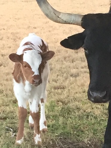 Here’s to Spring! | Diamond V Ranch