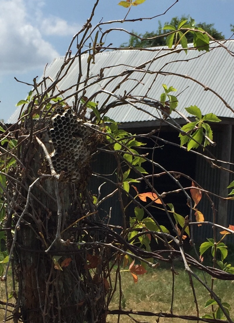 The Hidden Dangers of Fence Work! | Diamond V Ranch