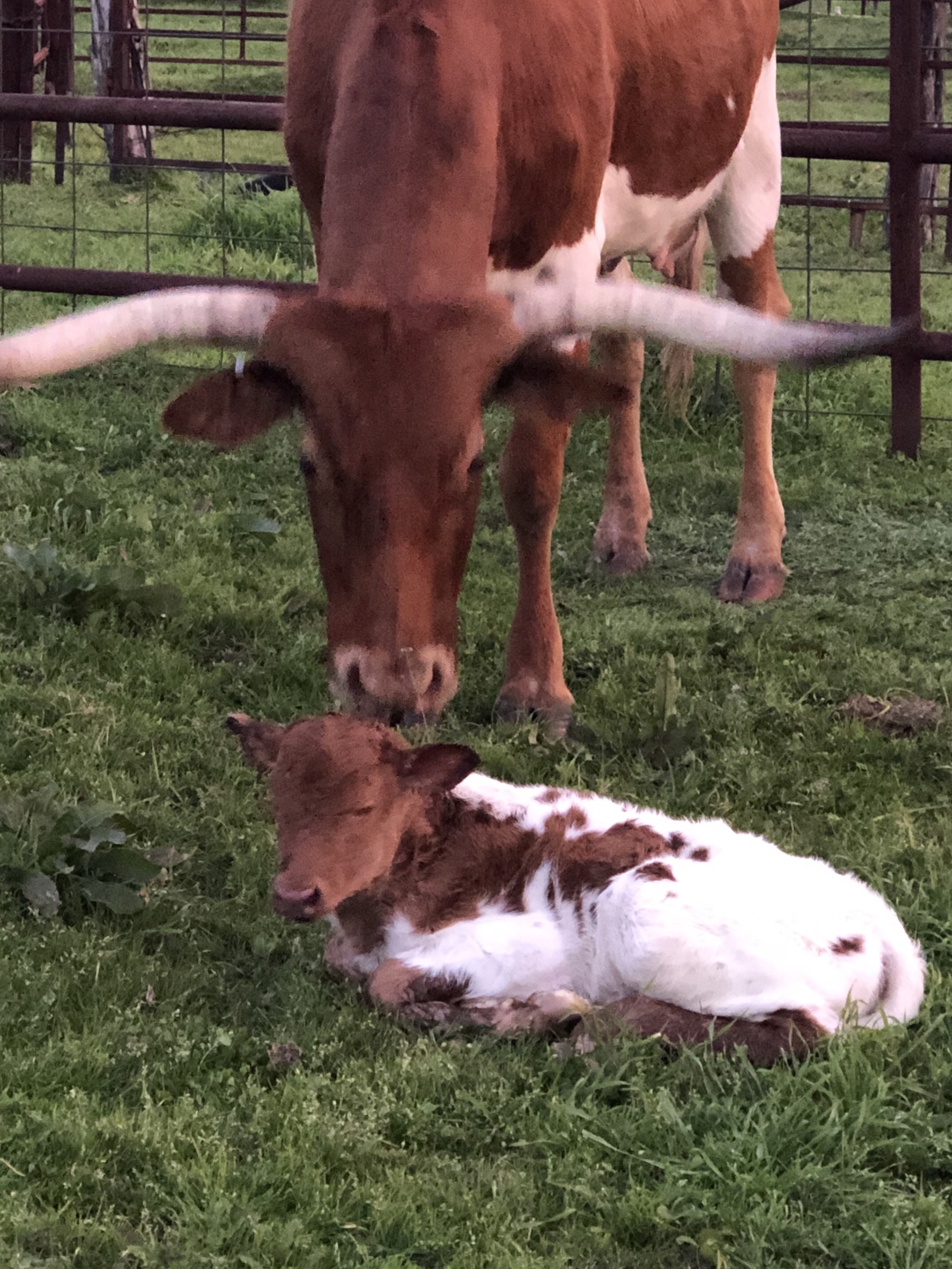 First Calf of 2020! | Diamond V Ranch