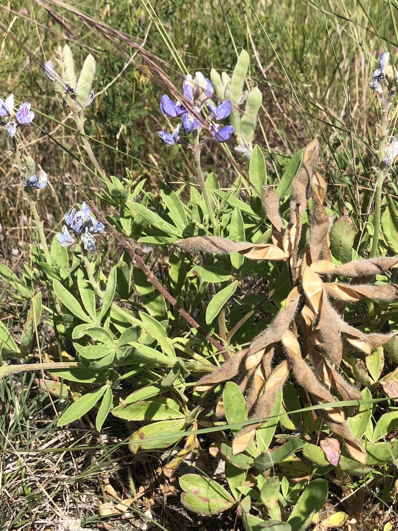 Happy Mother’s Day! | Diamond V Ranch