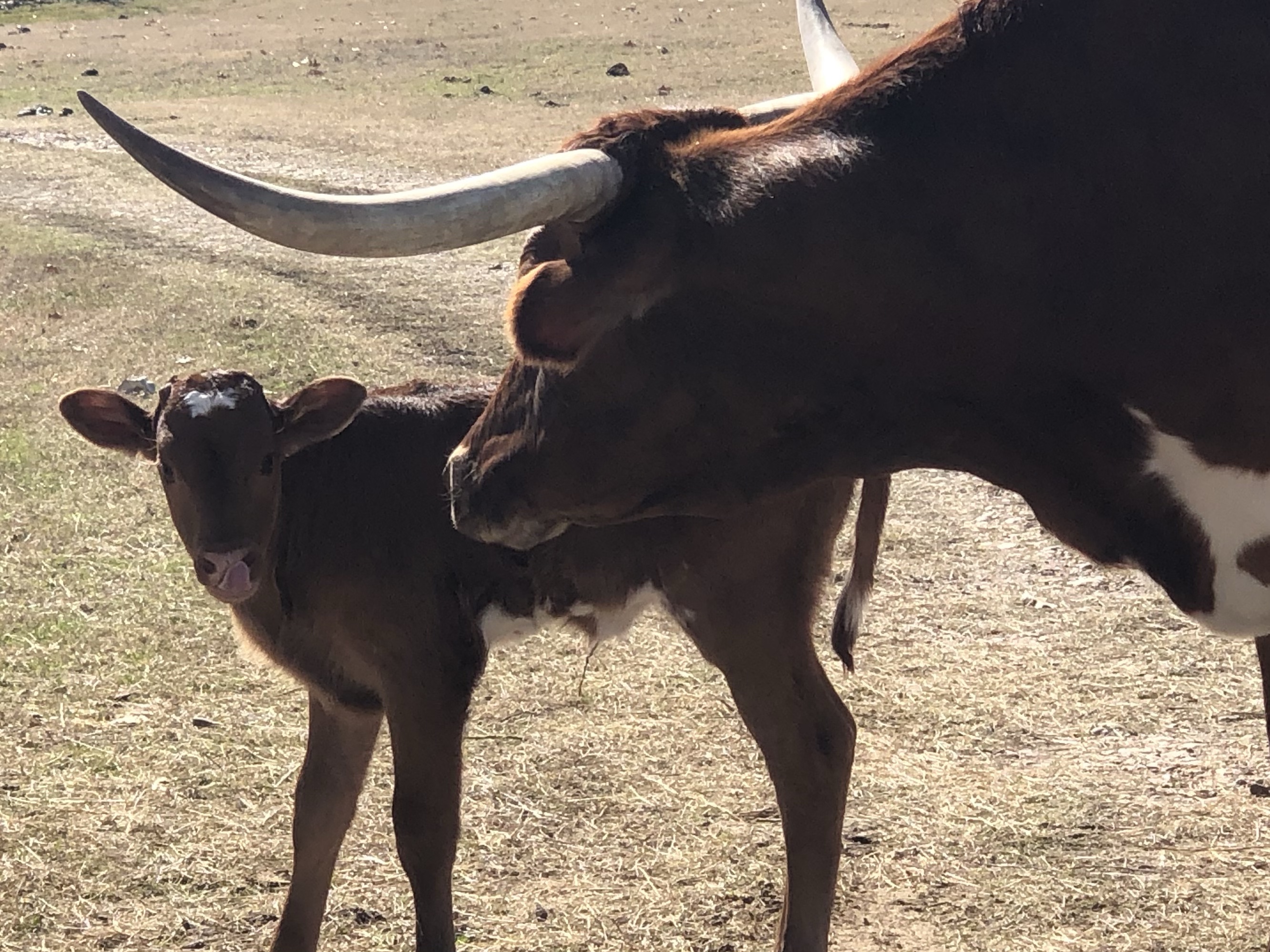 A Very Welcome Sight!! | Diamond V Ranch