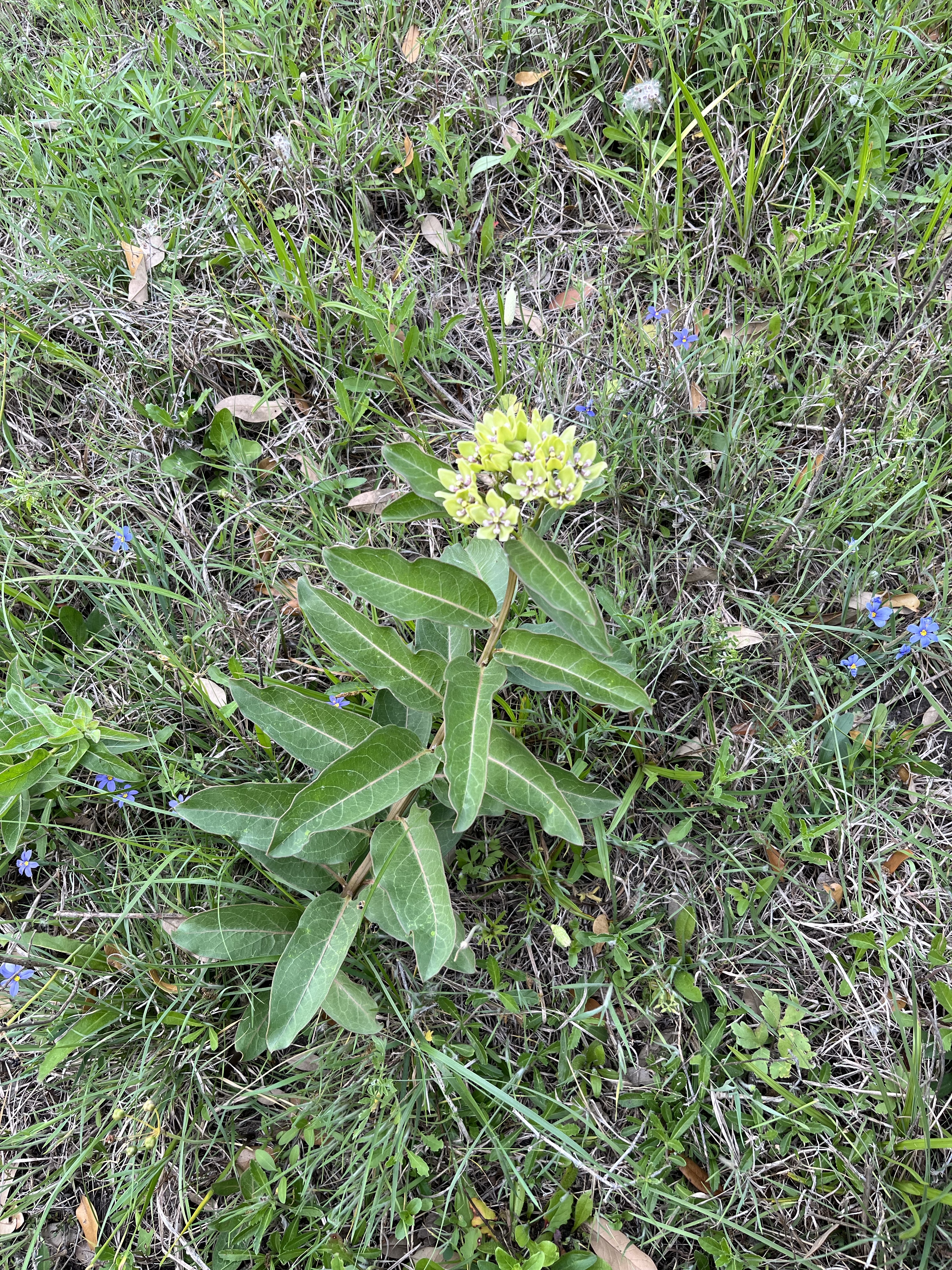 Monarch Butterfly Watch 2023 | Diamond V Ranch