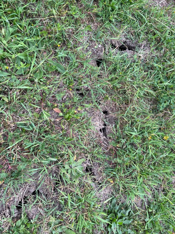 Restorative Rain!!! | Diamond V Ranch