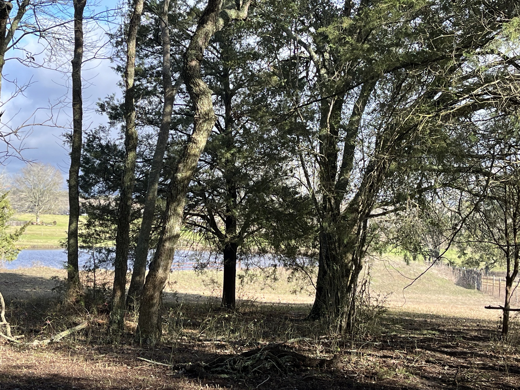 The Lord has sent His Blessings!!! | Diamond V Ranch