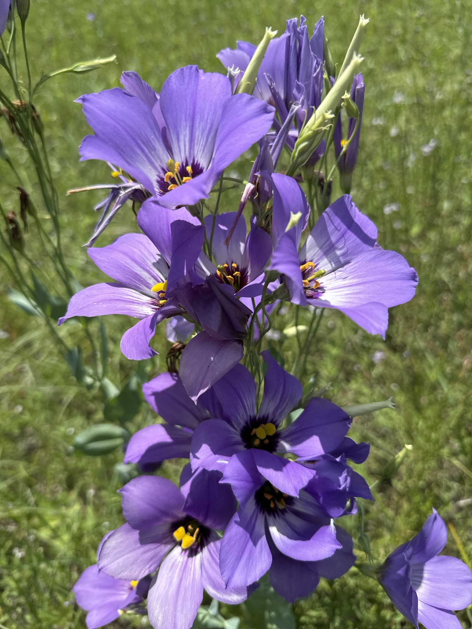 Diamond V Ranch | Life with the cows!
