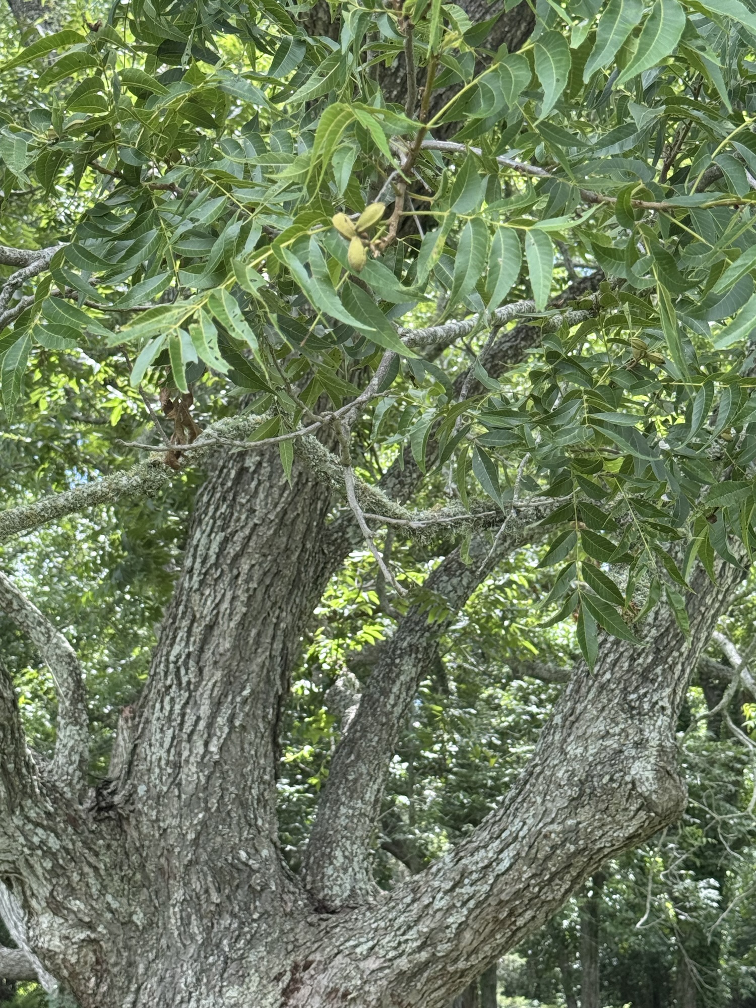 Nature is Showing Signs of Fall | Diamond V Ranch