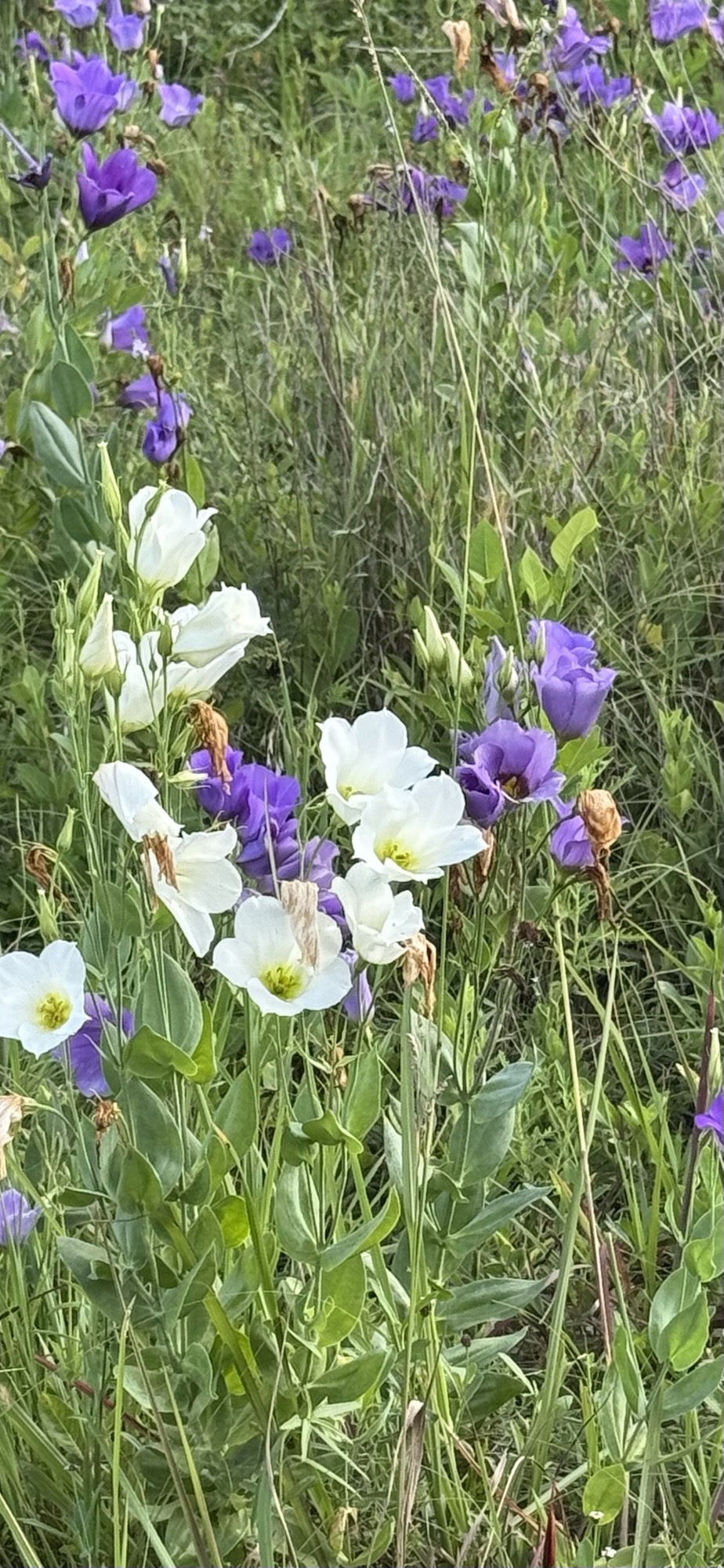 A Rare Sighting! | Diamond V Ranch