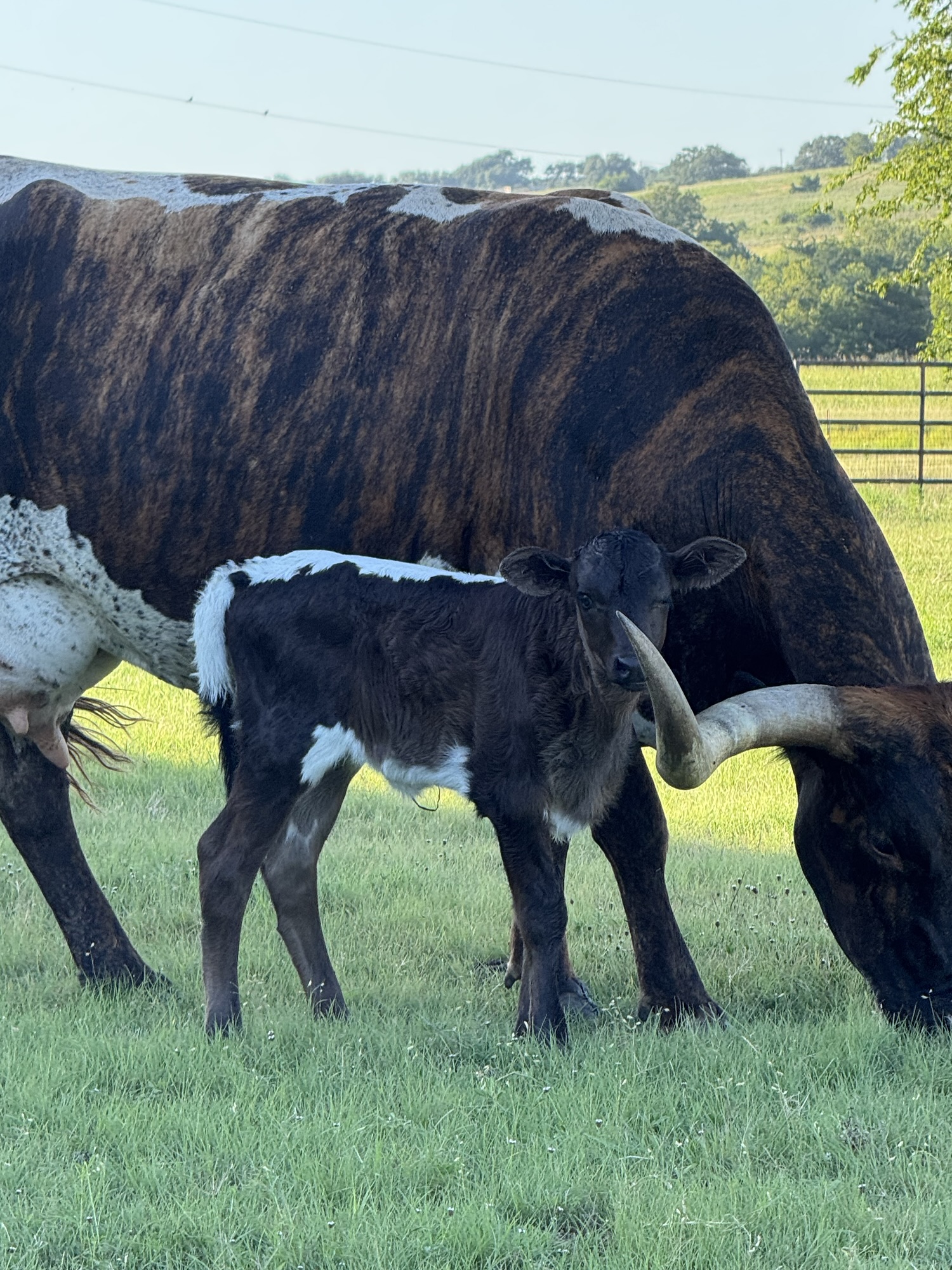 July Delights! | Diamond V Ranch